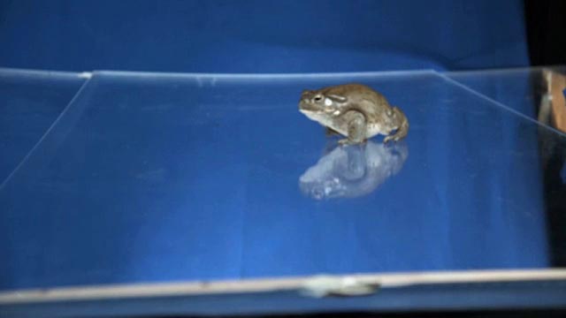 Green screen video of colorado river toad walking left - GreenScreen ...