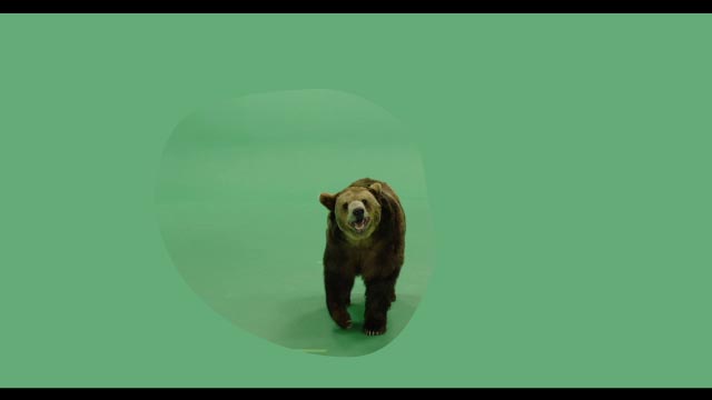 Green screen video of brown grizzly bear walking forward and growling ...