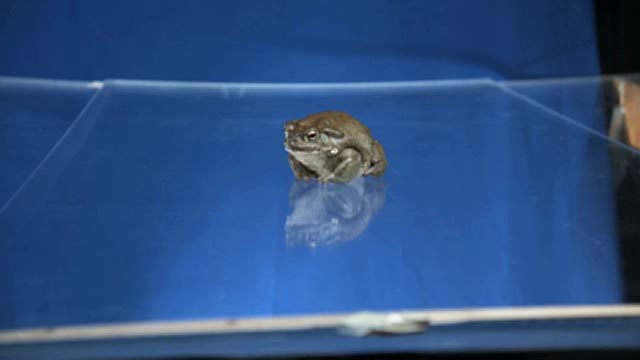 Green screen video of colorado river toad facing forward then turning ...