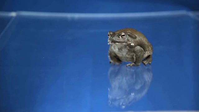 Green screen video of colorado river toad walking forward and croaking ...