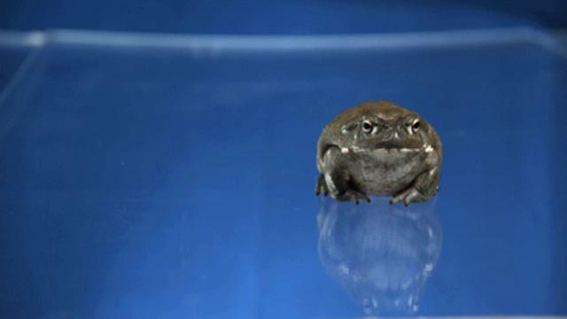 Green screen video of colorado river toad croaking facing forward, then ...