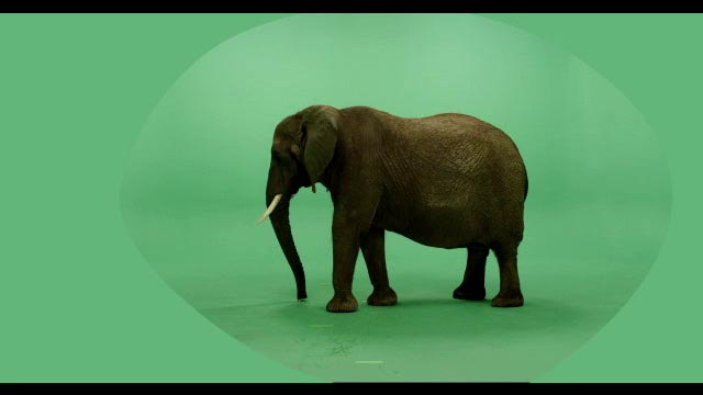 Green screen video of african elephant raising leg and extending trunk ...