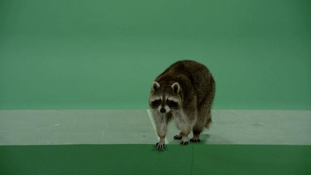 Green screen video of raccoon facing forward looking forward then ...