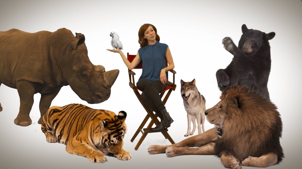 portfolio - GreenScreen Animals