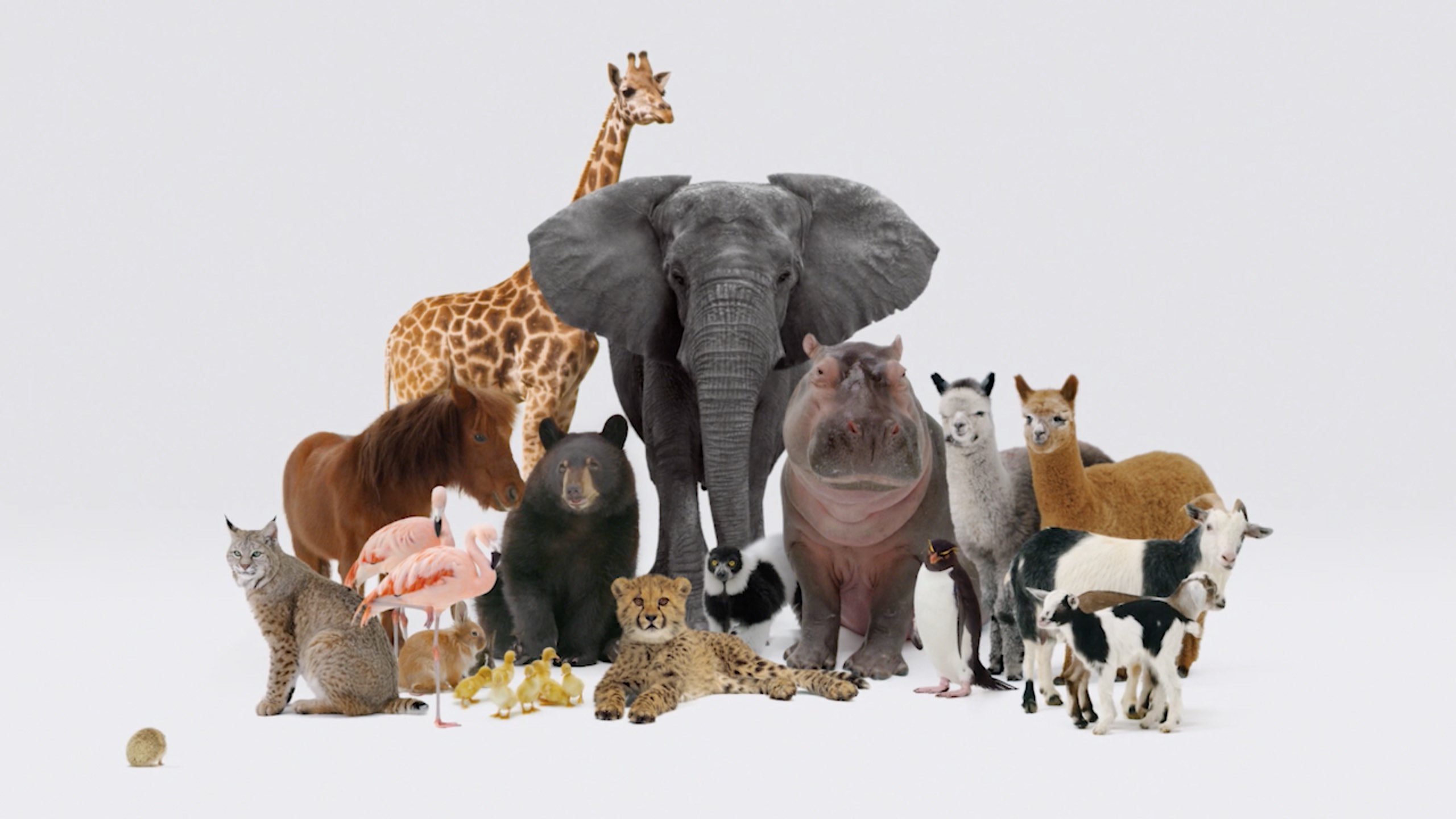 portfolio - GreenScreen Animals