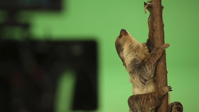 portfolio - GreenScreen Animals